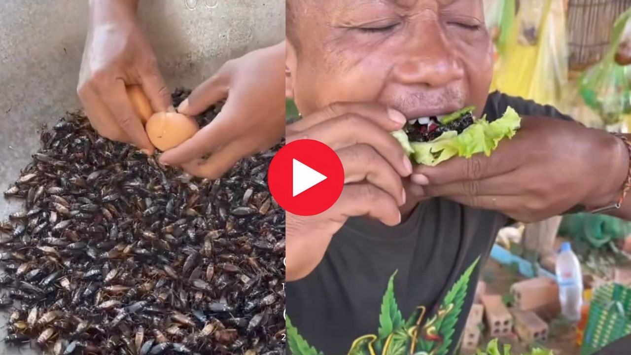 Thailand Person Eating Chicken Egg Cockroach Fry Video Is Going Viral ...