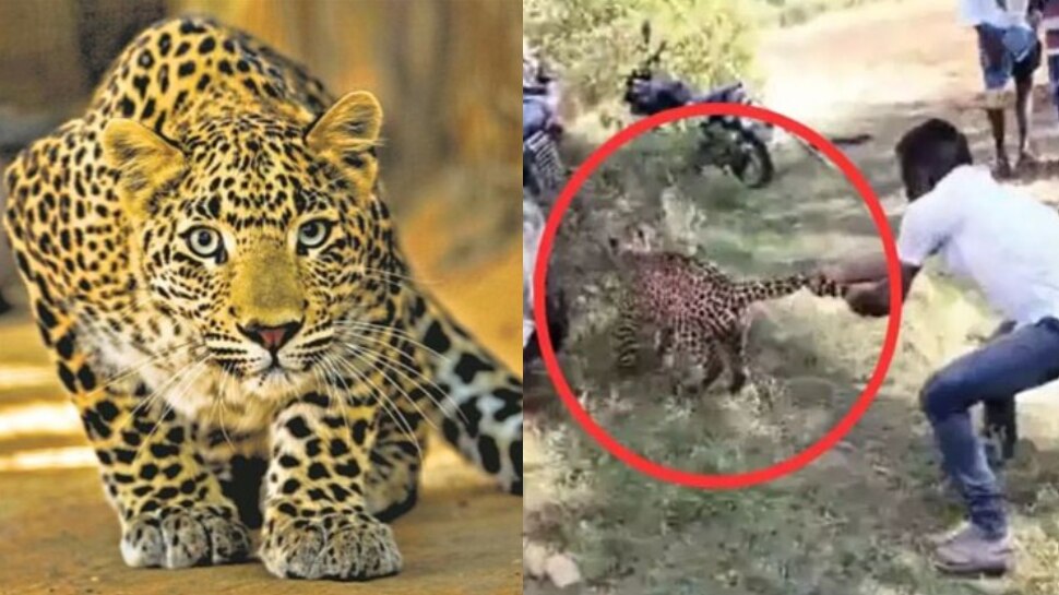 Man catching leopard with bare hands in Karnataka video goes viral pa ...