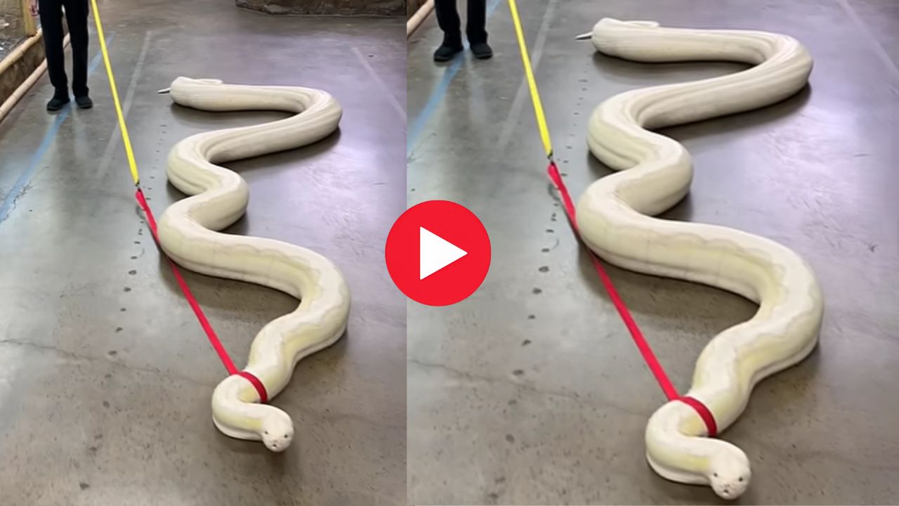 Rare 20 Feet Huge White Snake Video | Swetha Naagu Snake Video ...