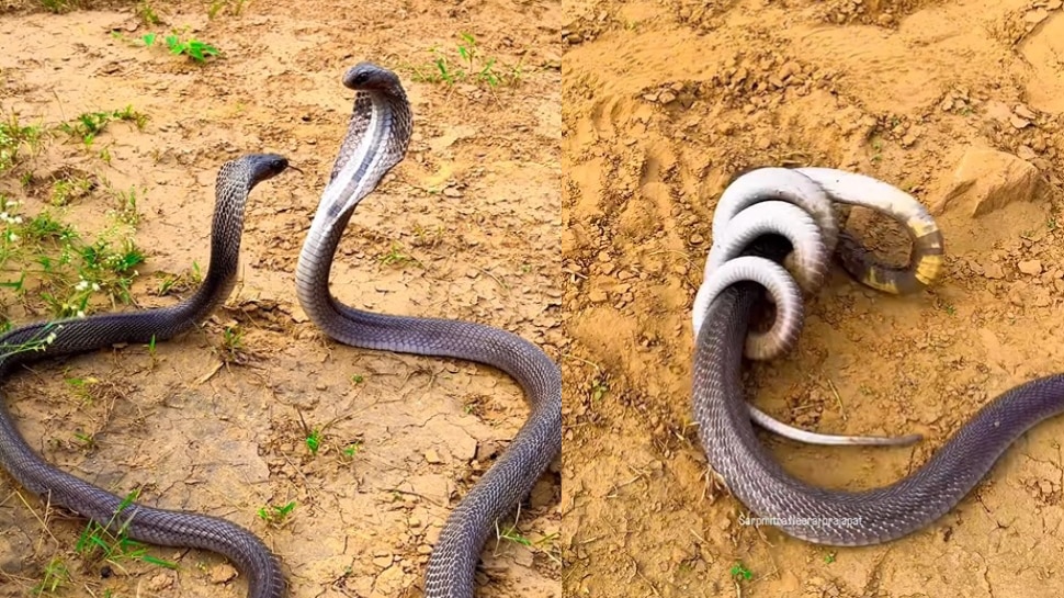 Two king cobras fight each other in agriculture field snakes video goes ...