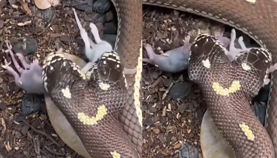 Two headed Snake Eating Two mice video Cobras snakes video goes viral ...