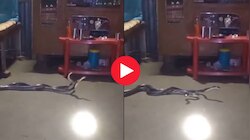 Animal Romance Video News in Telugu, Latest Animal Romance Video news ...
