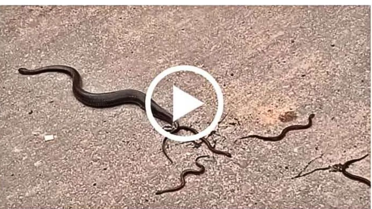 Giant Huge Snake Birth To 5 Babies Video Watch Here | Snake Giving ...