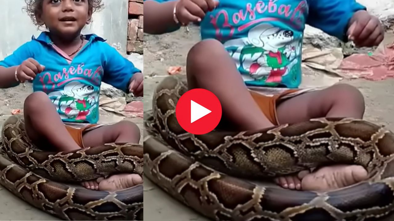 Little Boy Playing With Most Terrifying Anaconda Snake Video Going Viral On Social Media | Big ...