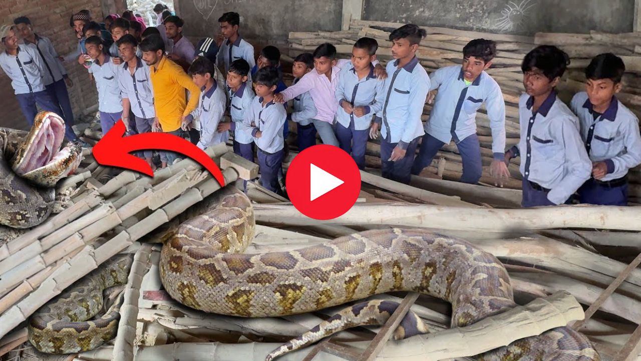 Snake Catchers Catching The Anaconda That Sneaked Into College Video Is Going Viral On Social ...