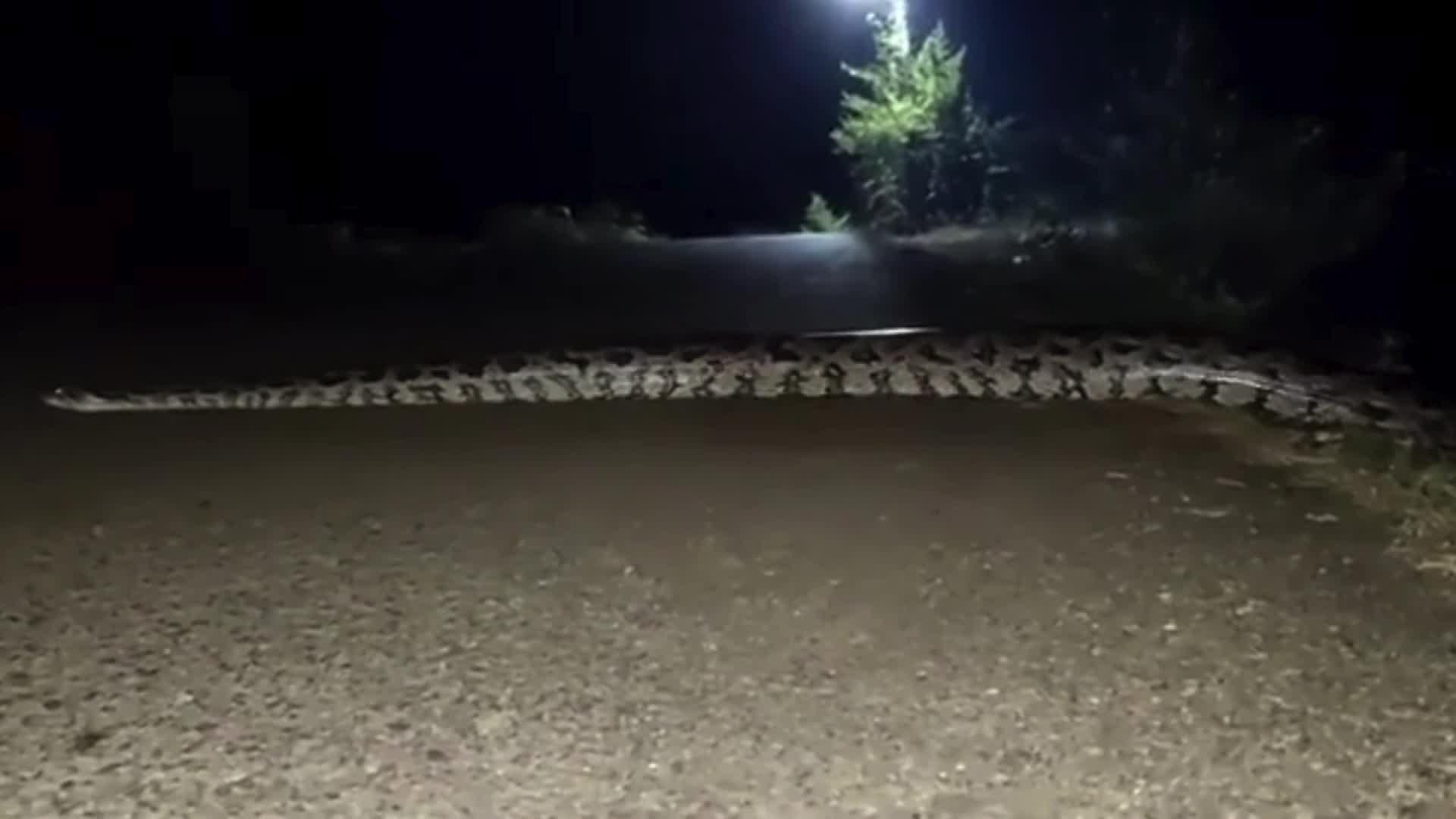 Python Video: Rare Species Of Python Crossing The Road Video Viral ...