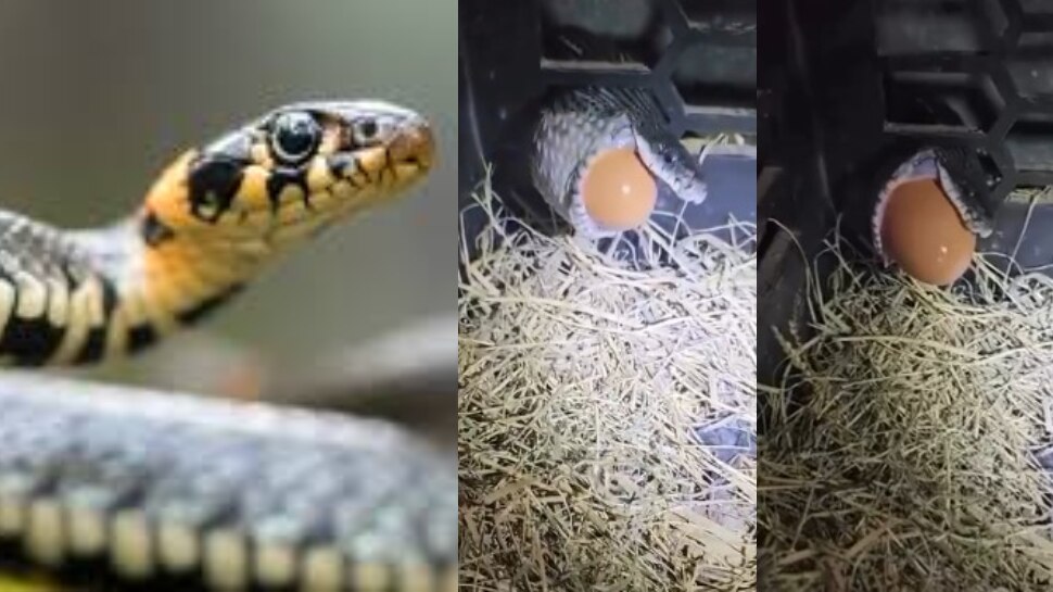 Venomous Snake Swallows chicken egg video goes viral on social media pa ...