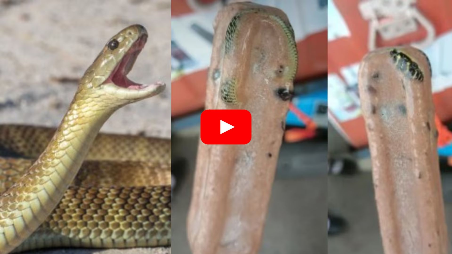 Venomous Snake Found Dead In Ice Cream Video Goes To Viral In Social ...