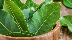 Bay Leaf Plant Uses News in Telugu, Latest Bay Leaf Plant Uses news ...