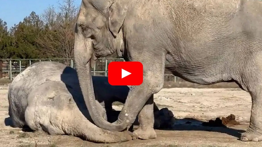 Male Elephant Crying In Front Of Girlfriend Body Rare Video Viral On ...