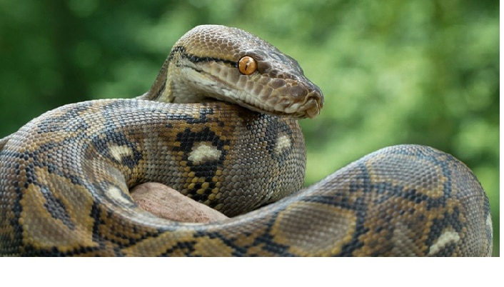 Shocking and Interesting Facts of Snakes know how long the snakes lives ...