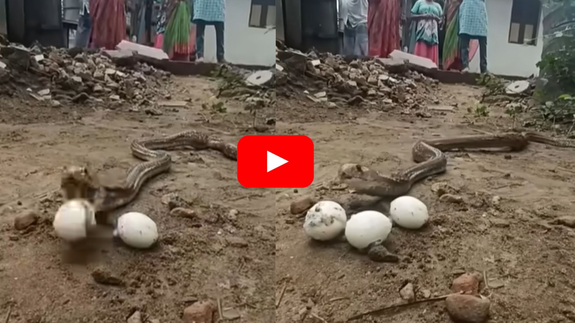 King Cobra Laying Eggs From Mouth Video Is Going Viral On Social Media | King Cobra Laying Eggs ...