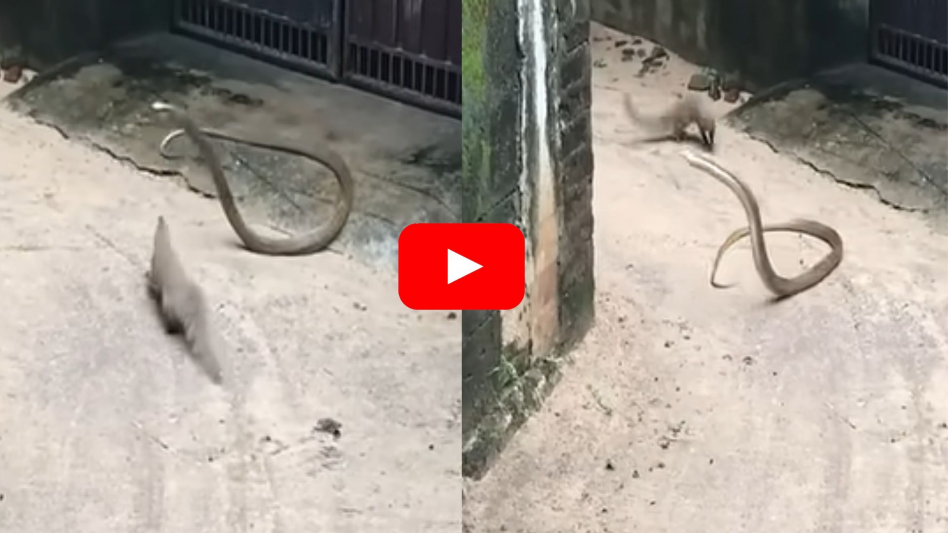 Fierce Fight Between Snakes And Mongooses Video Going Viral On Social ...