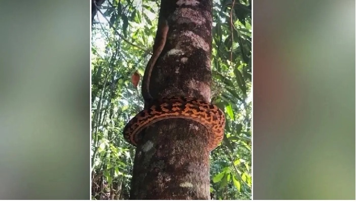 Python Shocking and Scary Video climbing tree with traditional ...