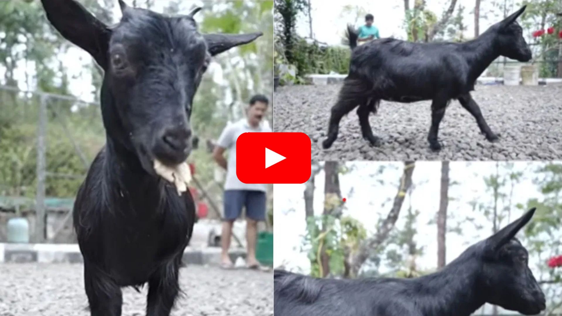 Worlds Smallest Pygmy Goat Is Going Viral On Social Media | Smallest ...