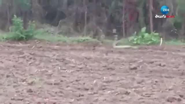 Big giri naagu snake found in agriculture land anakapalle | Giri Naagu ...