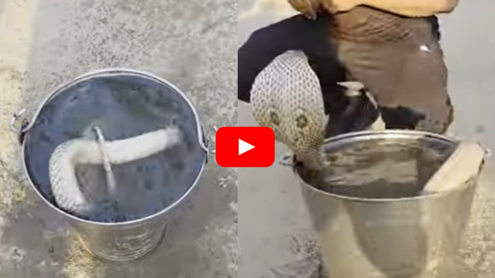 King Cobra Video Bathing Video Watch | King Cobra Bathing Video Watch Here: బకెట్‌లో స్నానం ...