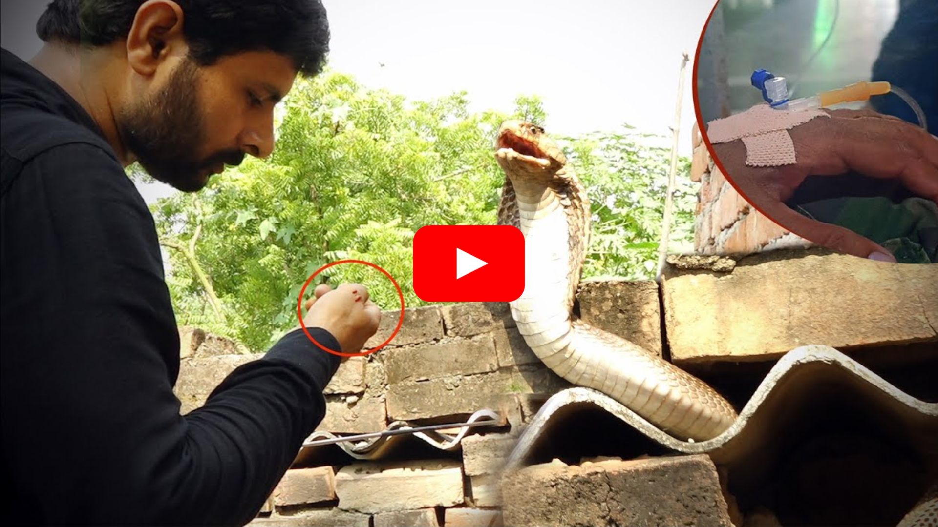 King Cobra Snake Bite Rare Video | కింగ్‌ కోబ్రా కాటేస్తే ఏం జరుగుతుందో ...