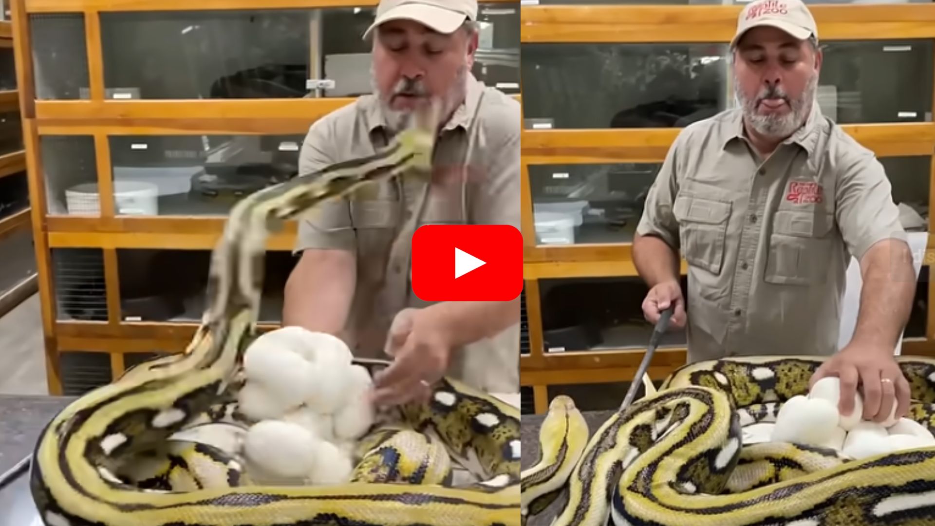 Python Snake Attack Video Viral Watch Here | Python Snake Attack Video ...