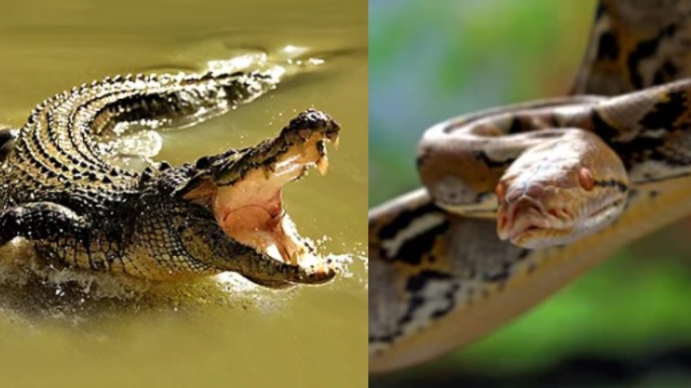 Python Vs Crocodile Battle In Water Video Goes viral on Social media pa | Python Vs Crocodile ...