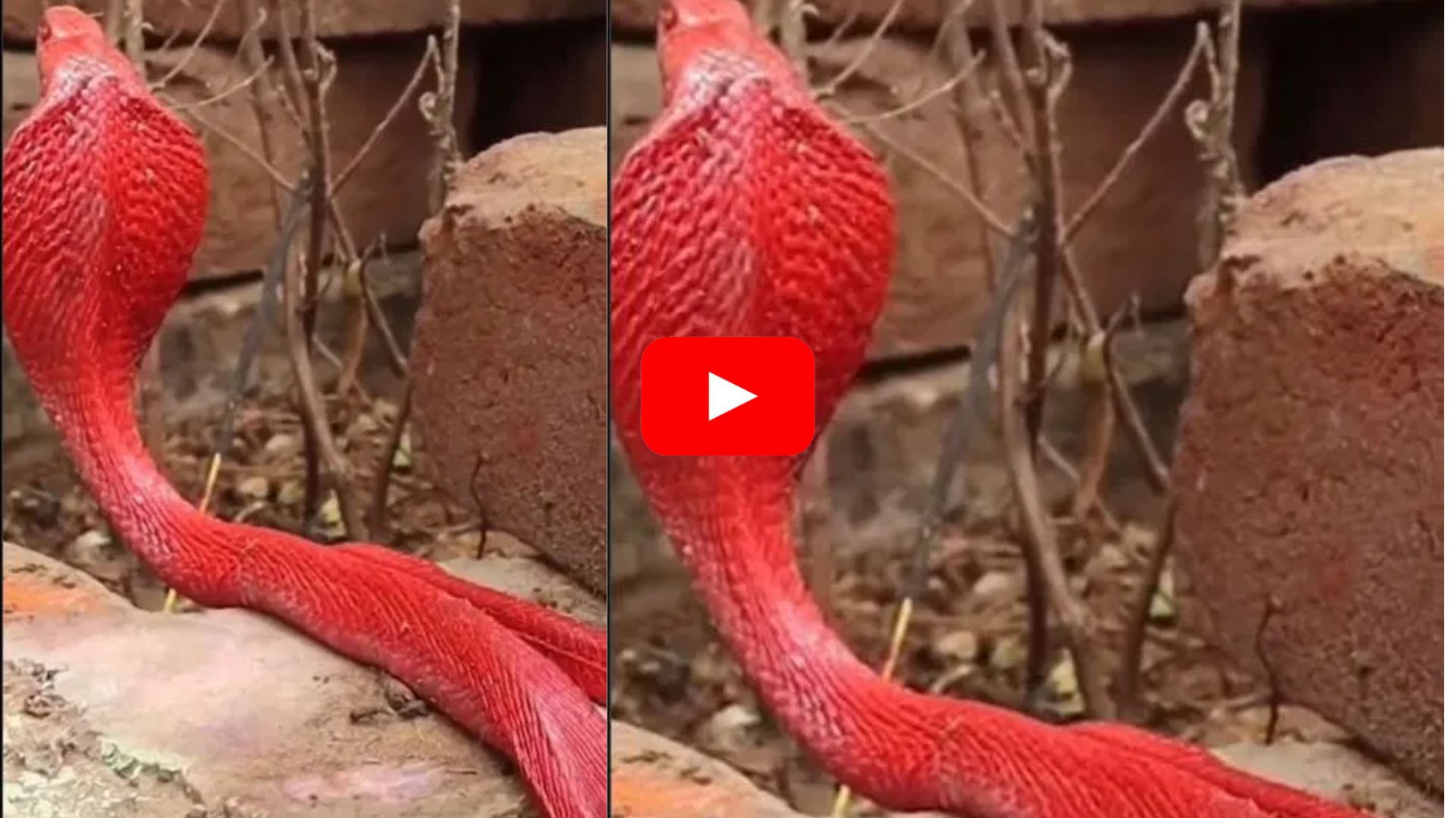 Venomous Red King Cobra Video Watch Here | Red King Cobra Video ...