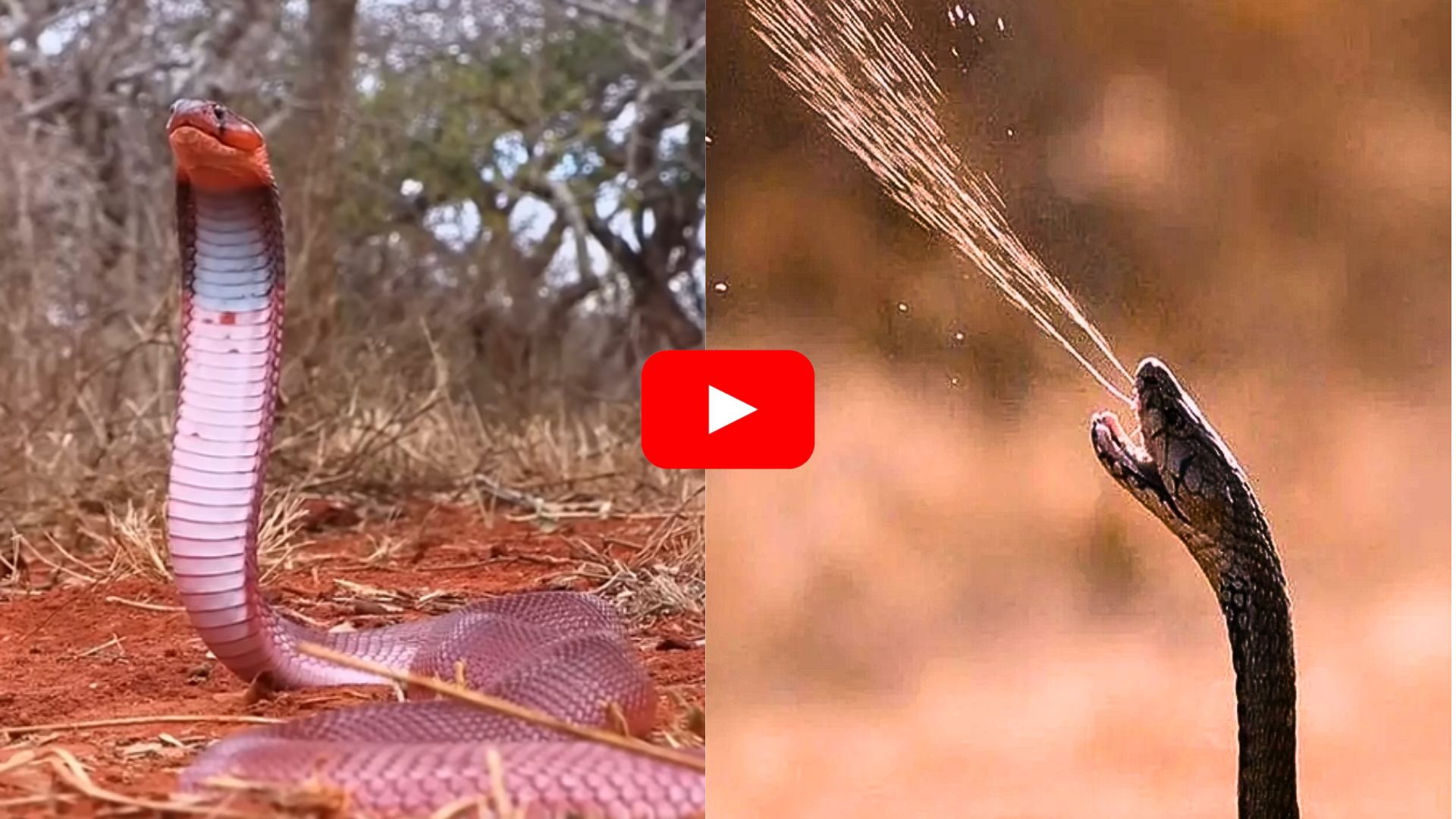 Giant Red Spitting Cobra Video Watch Here | Red Spitting Cobra Video ...