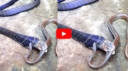 Blue King Cobra Snake News in Telugu, Latest Blue King Cobra Snake news ...
