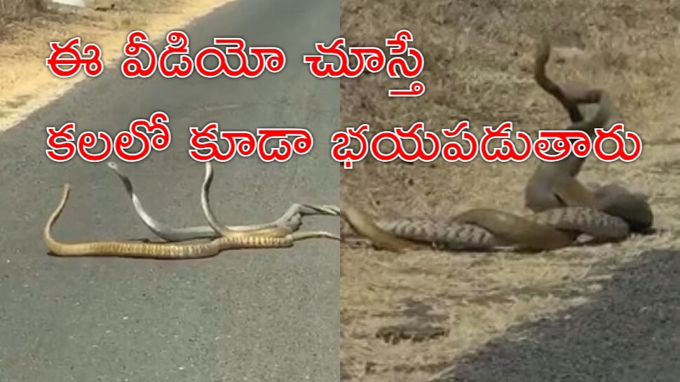 Watch: Three King Cobras Romance Dance On Road Video Goes Viral Rv | Snakes Dance: బుసలు కొడుతూ ...