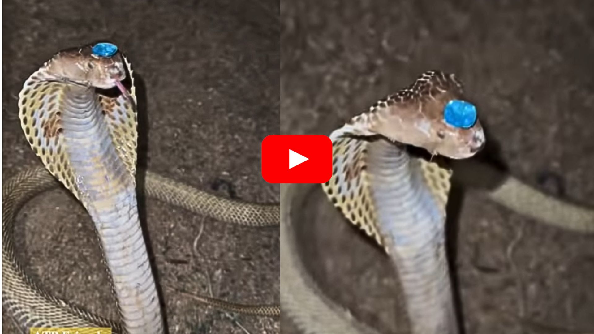 Rare King Cobra Nagamani Video | Nagamani Snake Live Video: నాగమణి ...
