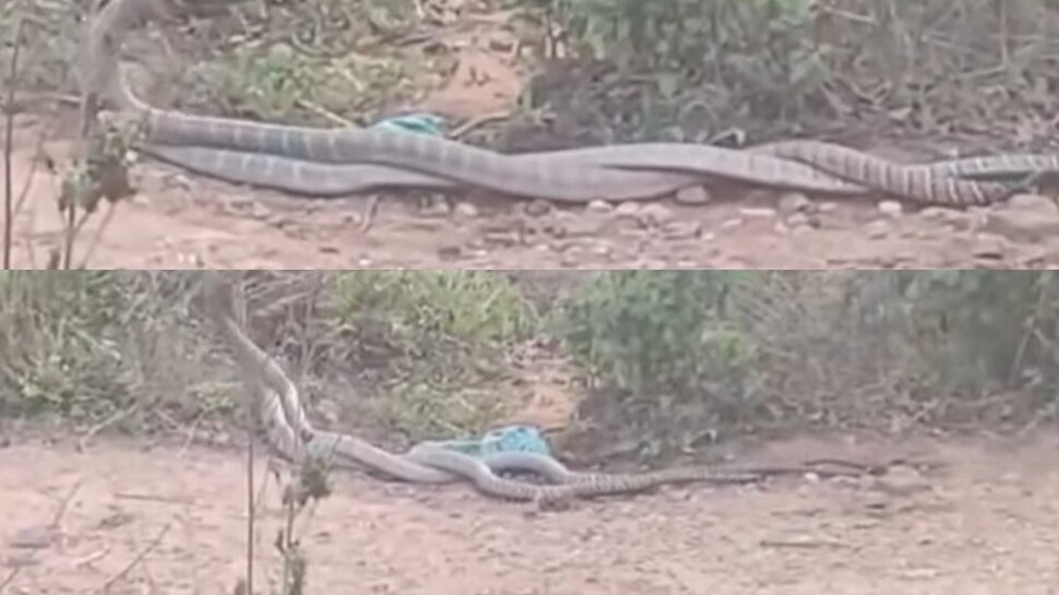 15 foot king cobra mating and dancing video from parvathipuram manyam goes viral pa | King Cobra ...