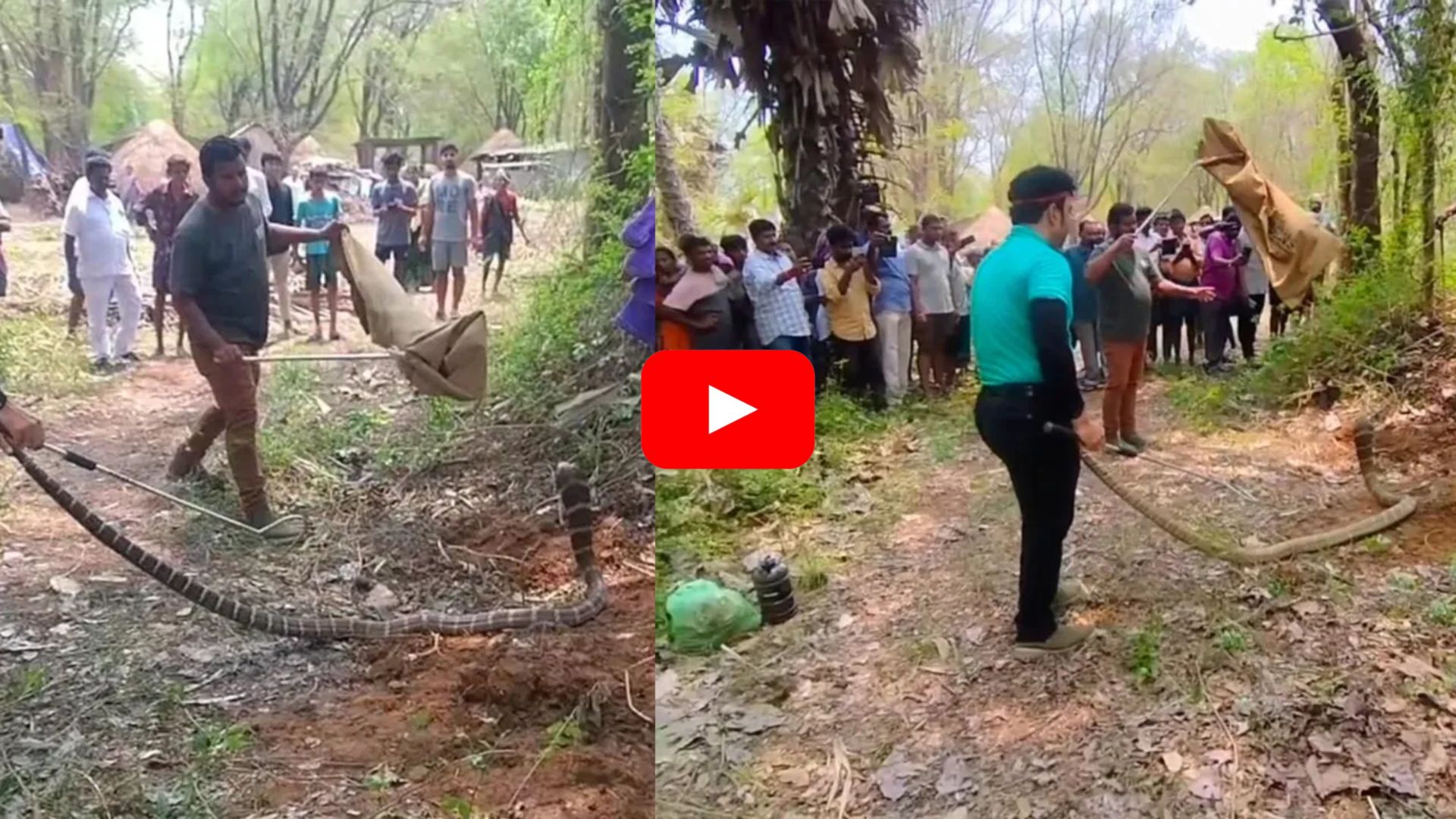 Most Venomous King Cobras Mating Video Viral On Social Media | King Cobra Video: జత కడుతున్న అతి ...