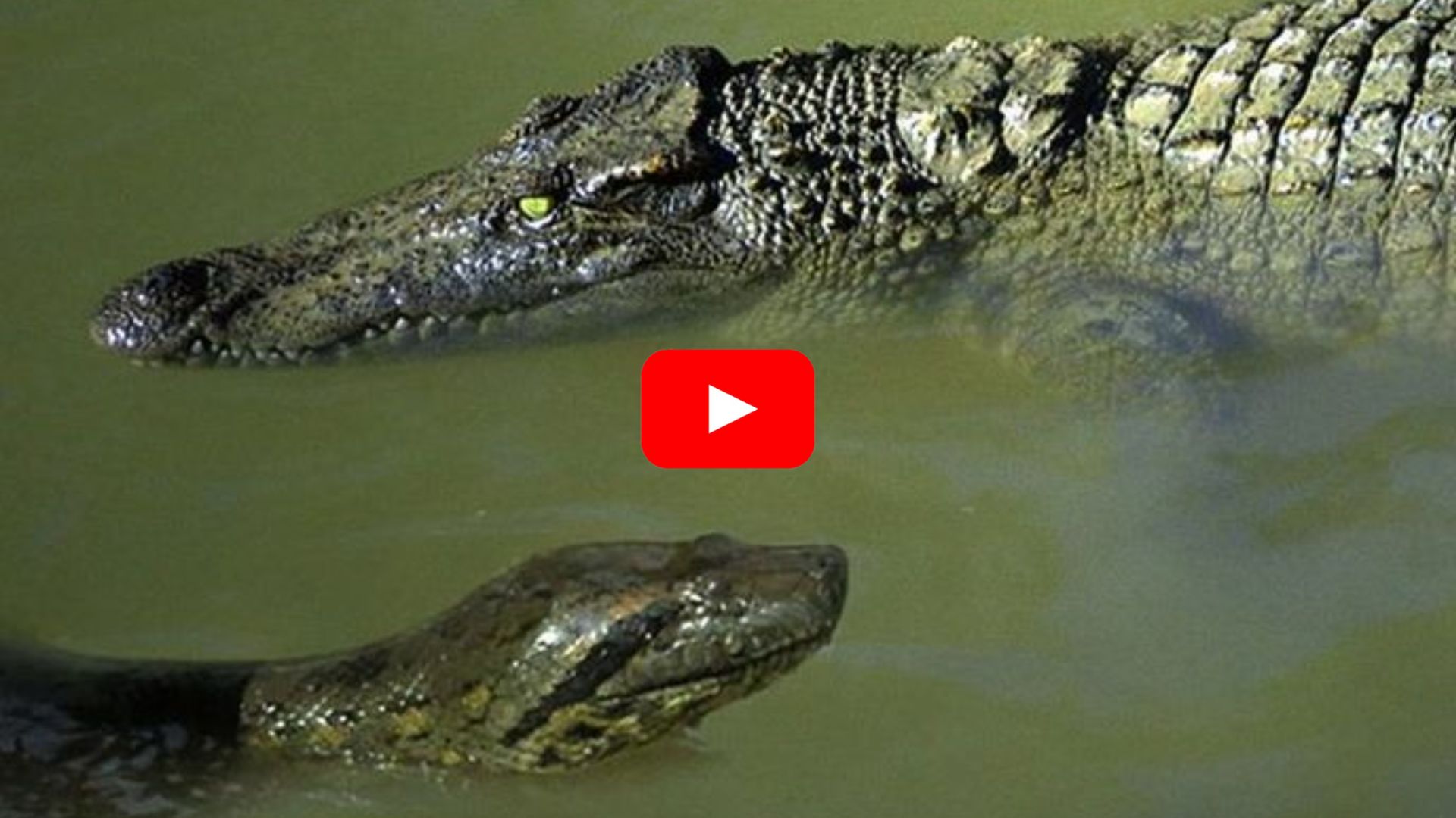 Anaconda Vs Crocodile Fight Video | Anaconda Vs Crocodile Video ...