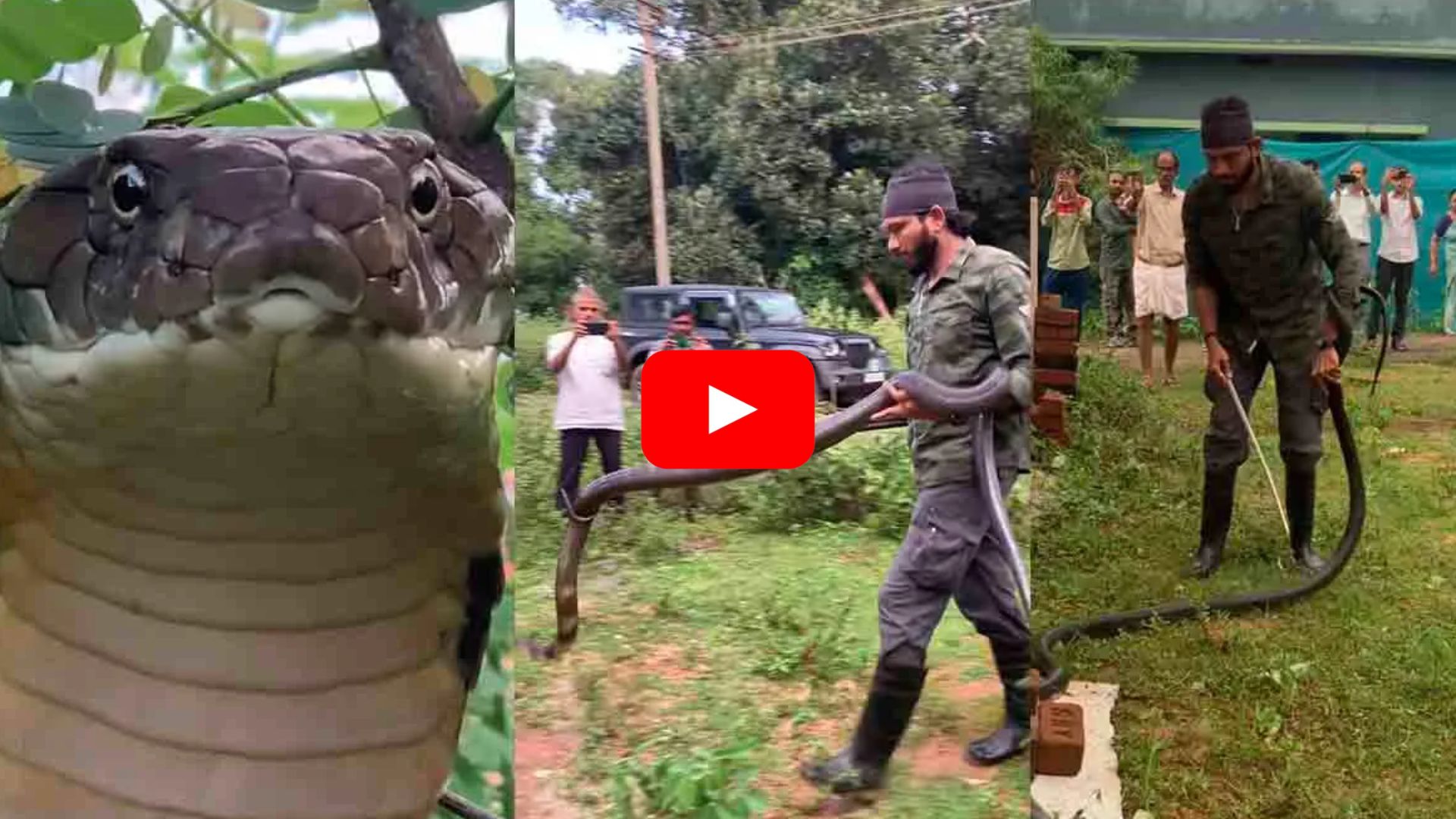 12 Foot Long King Cobra Crawling Under Bed Video | Huge King Cobra Video: బెడ్ కింద దూరిన 12 ...