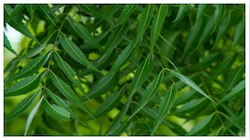 neem leaves for immunity News in Telugu, Latest neem leaves for ...
