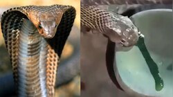 snake bites slipper video News in Telugu, Latest snake bites slipper ...