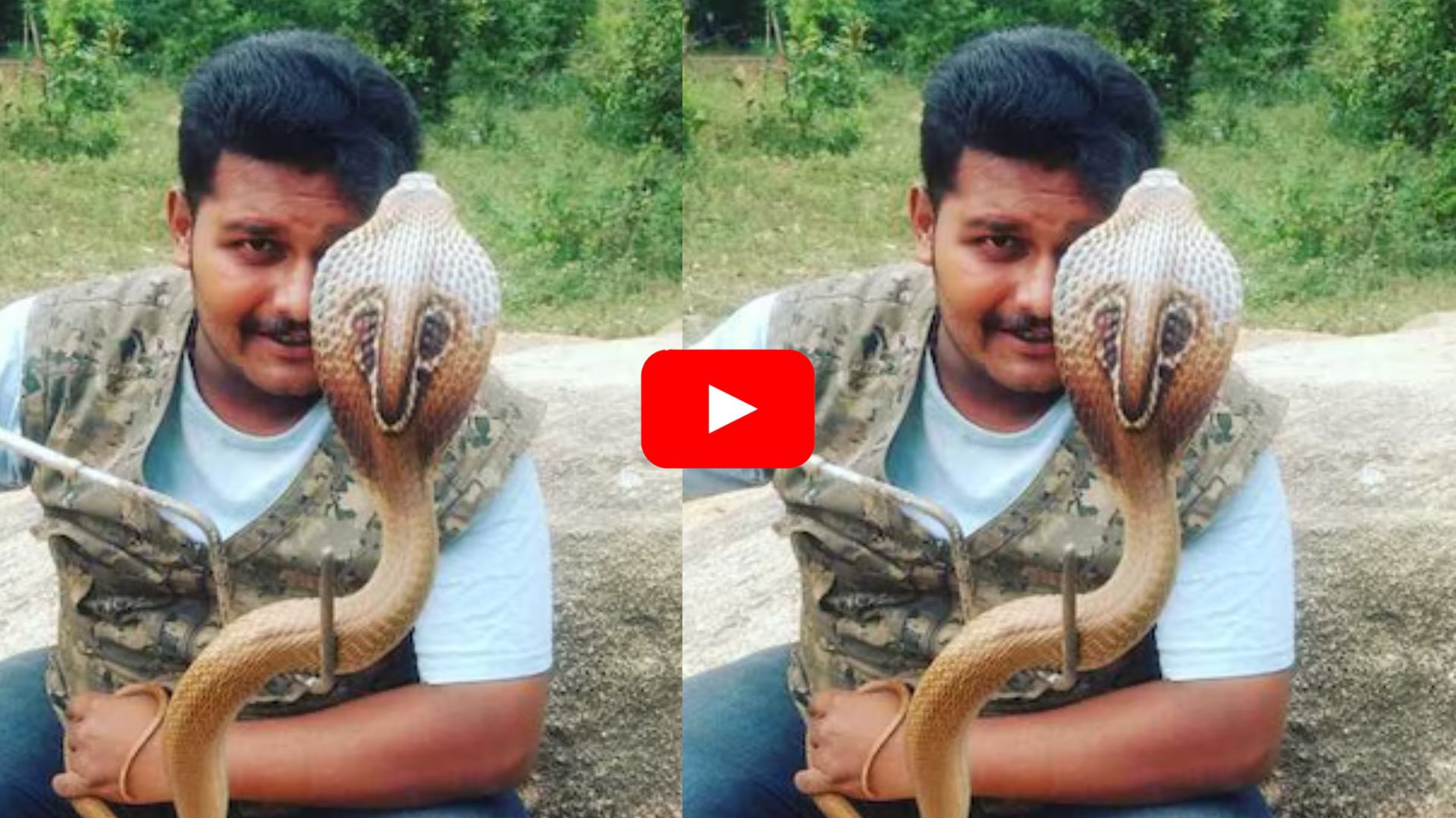 Snake Catcher Rescues 12-Foot King Cobra From Cattle Shed Video Goes ...