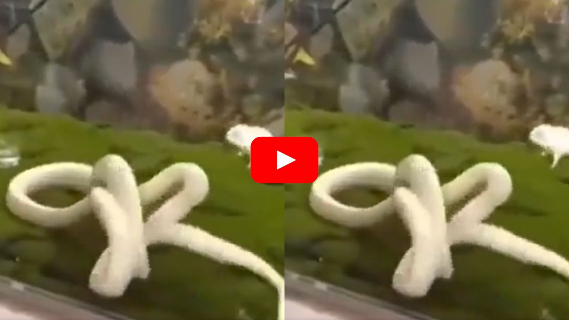 White Snake Vs White Mouse Video Watch Here | White Snake Vs Mouse ...