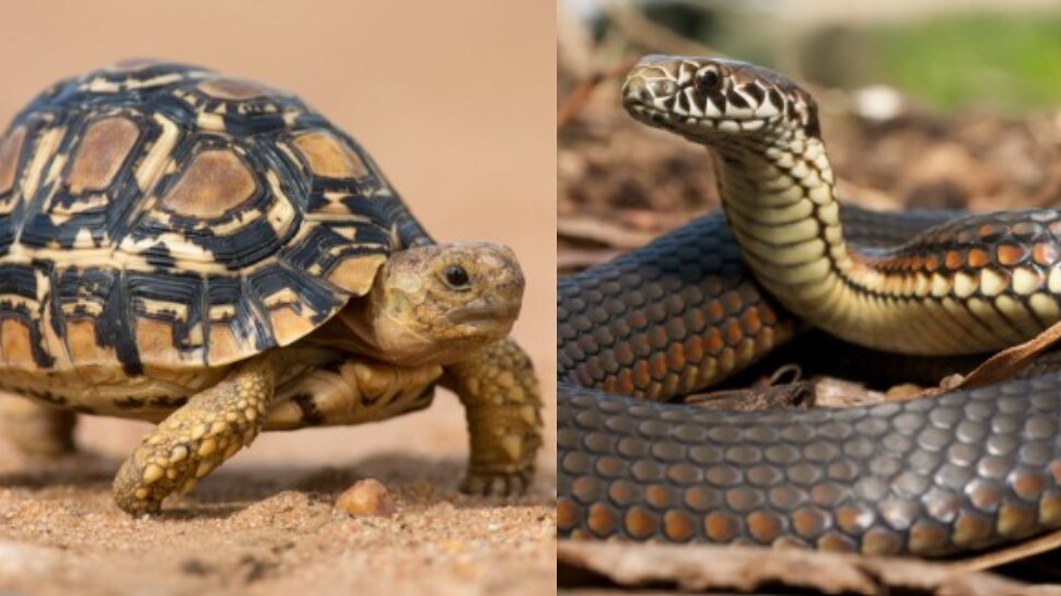 Tortoise catchers water snake video goes viral on social media pa ...