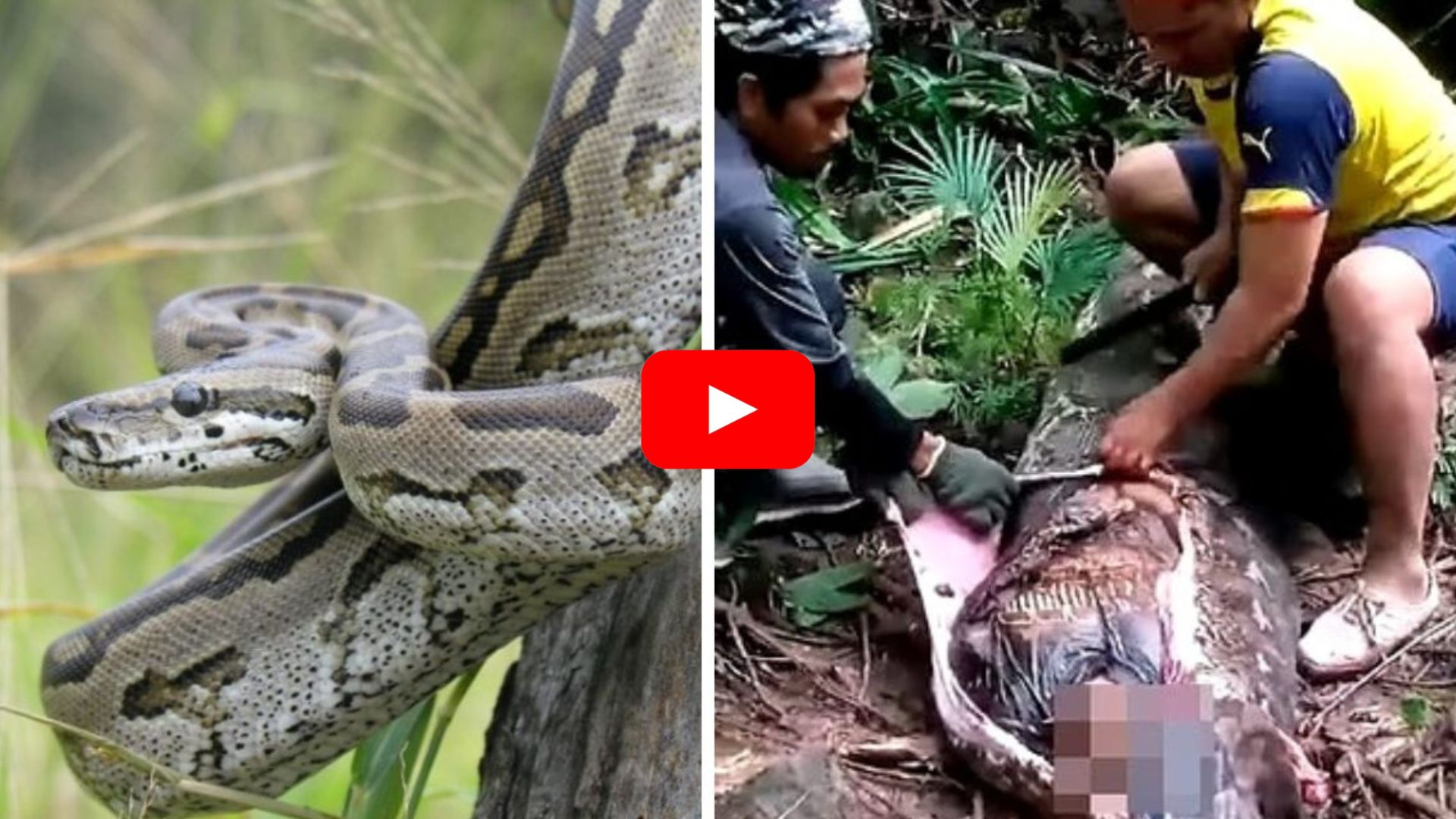 Giant Python Swallowing 36-year-old Woman Whole News Goes Viral On ...