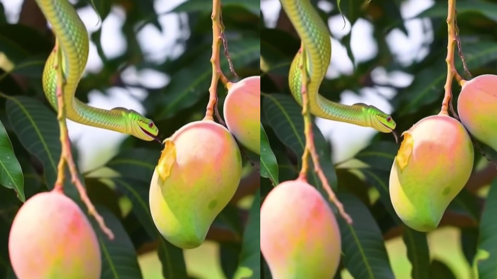 cobra snakes eating mango on tree shocking video goes viral on social ...