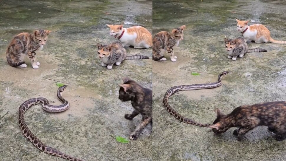 Cats attacks on cobra Snake python video goes viral on social media pa ...