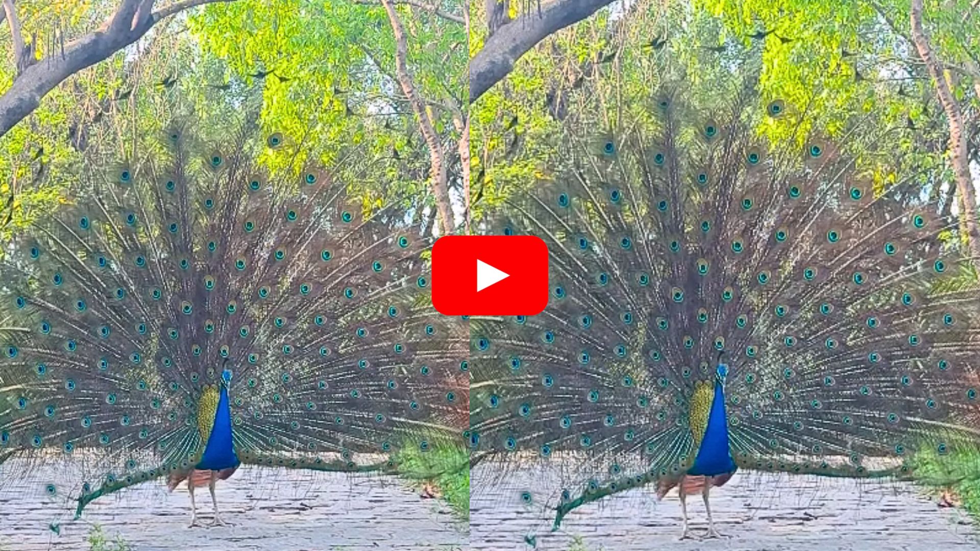 Beautiful Peacock Opening Feathers And Dancing Video Viral | Peacock ...