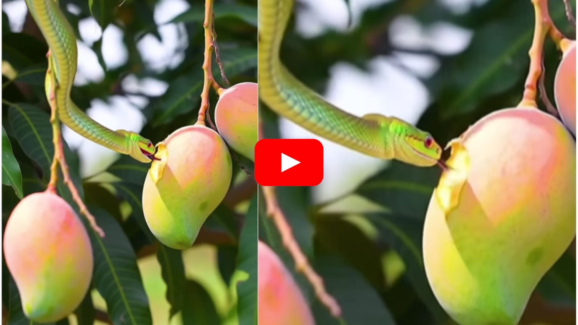 Rare Snake Eating Mangoes Video | Snake Eating Mangoes Video: మామిడి ...
