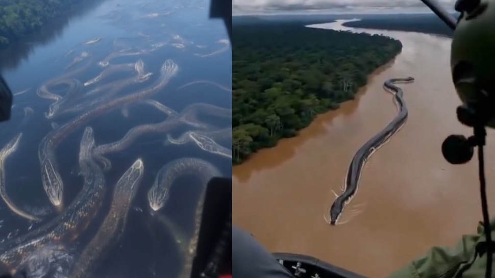 Huge giant anaconda spotted in amazon river video goes viral on social ...