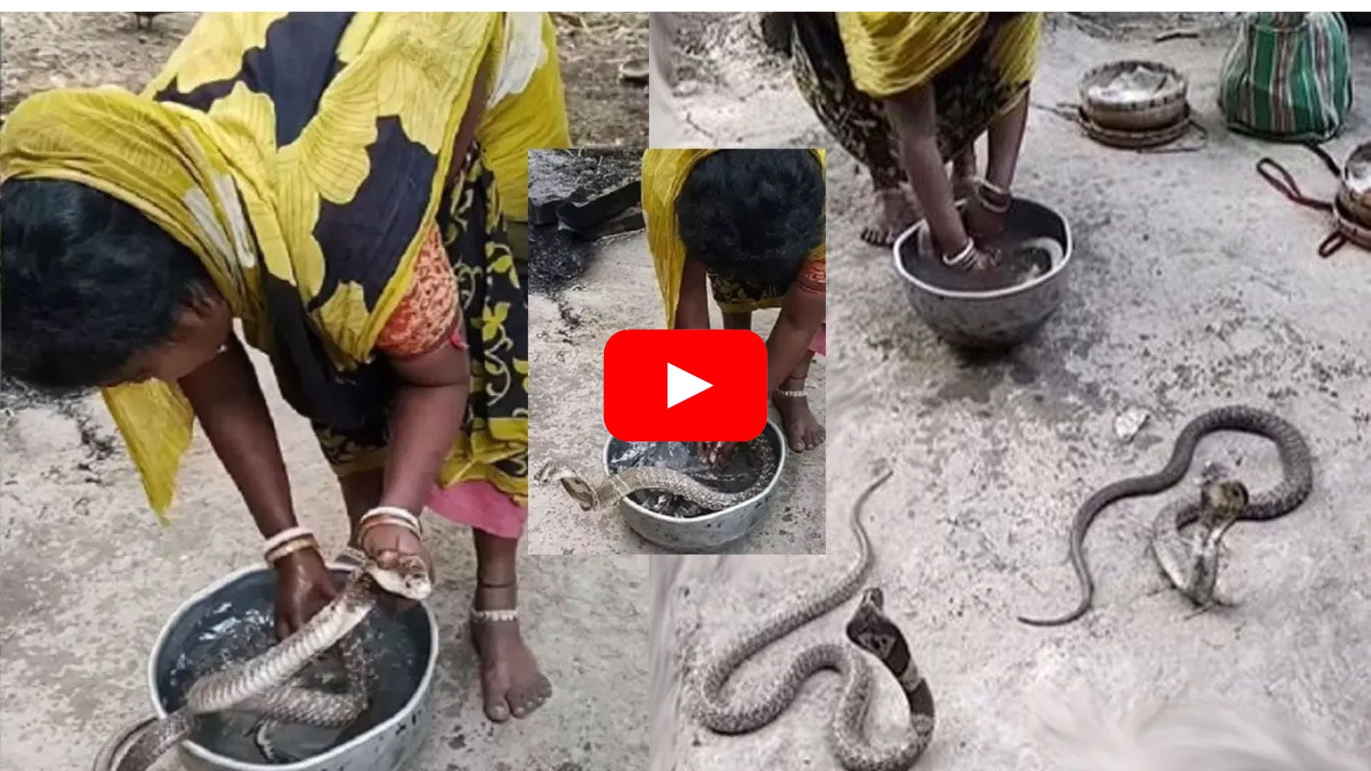 Woman Bathing Long King Cobras Video Goes Viral On Social Media | King Cobras Video: కింగ్ ...
