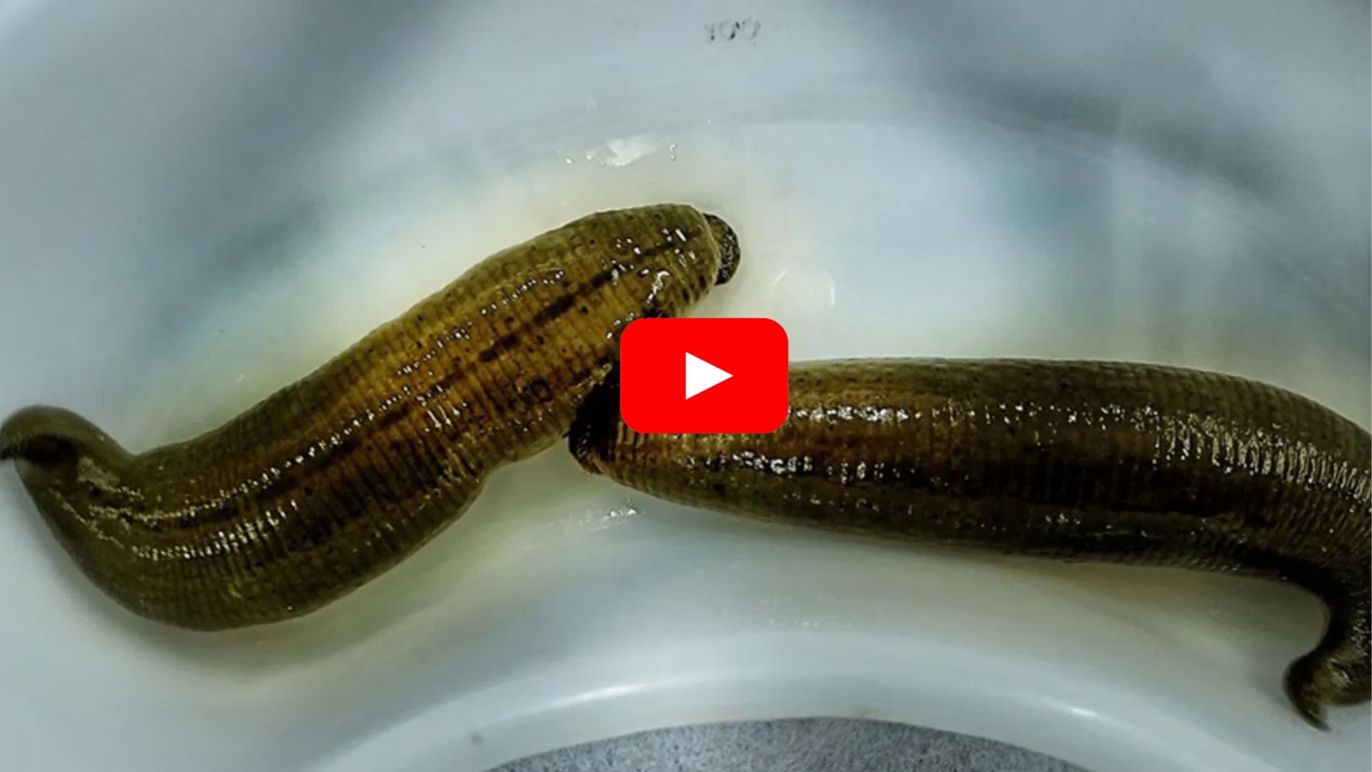 Unknown Telugu Facts Secrets About Leech With 300 Teeth | Unknown Facts ...