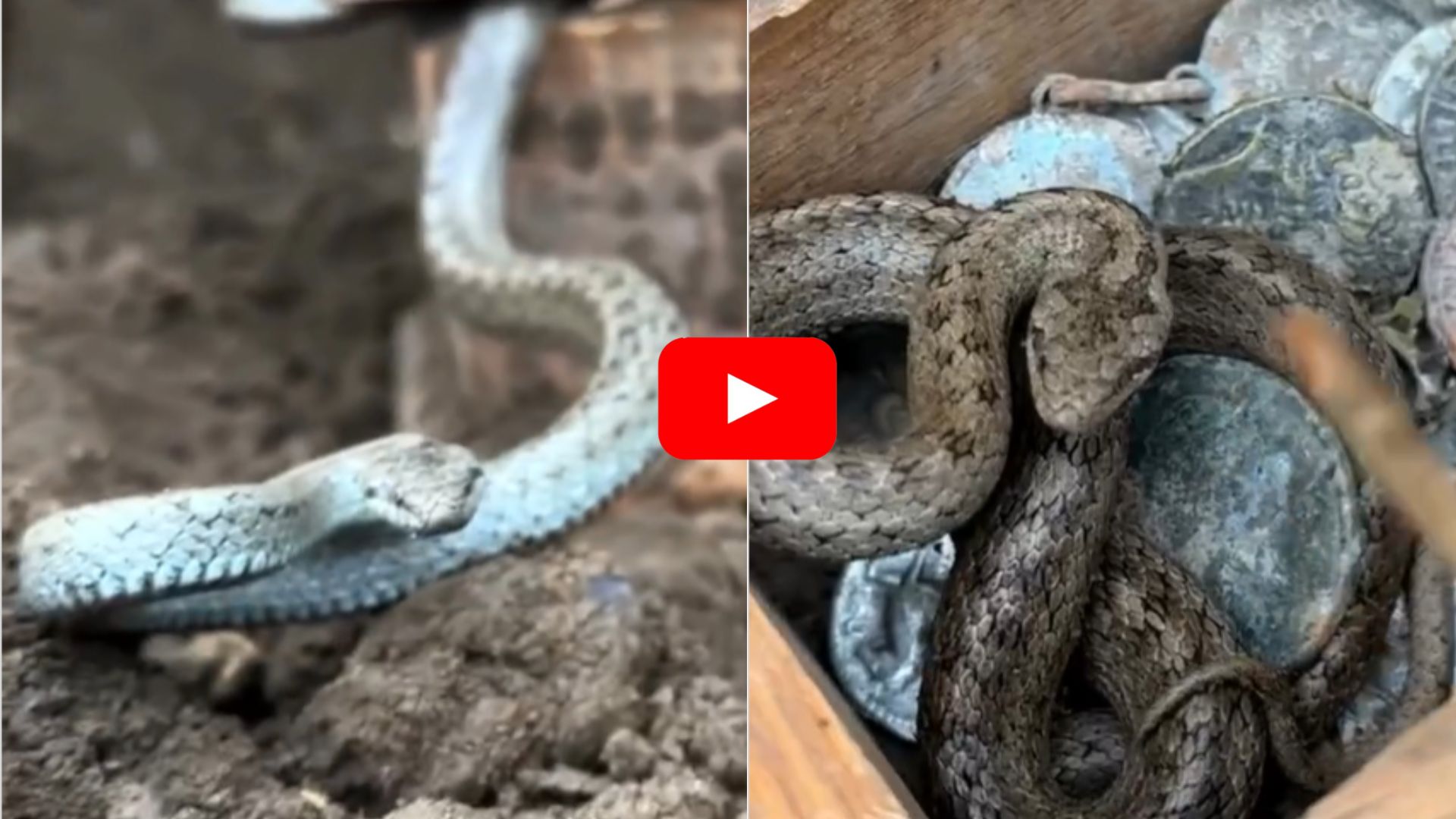 Rare Snake Guards Golden Treasure Viral On Social Media | Rare Snake Guards Video: ఇది మామూలు ...