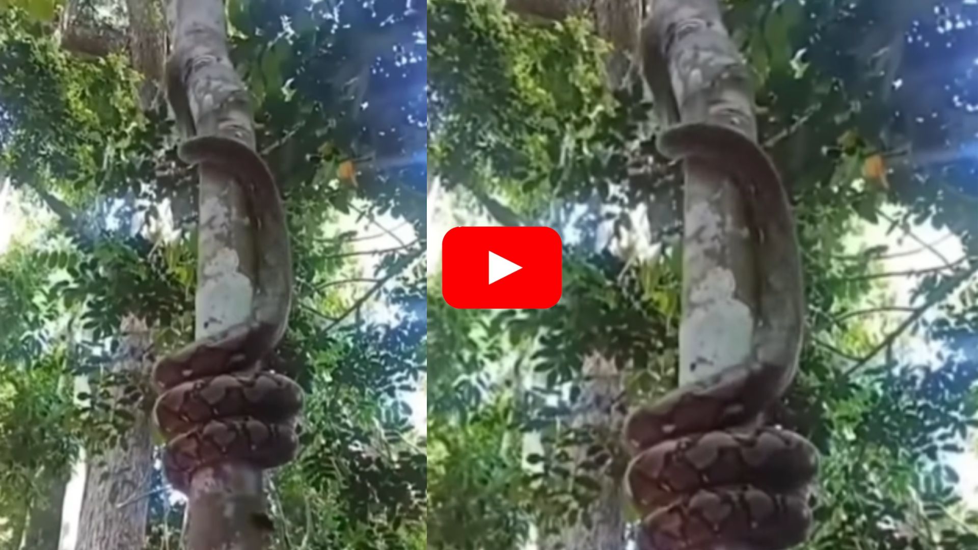 Python Climbing Tree At Rocket Speed Video Is Going Viral On Social ...