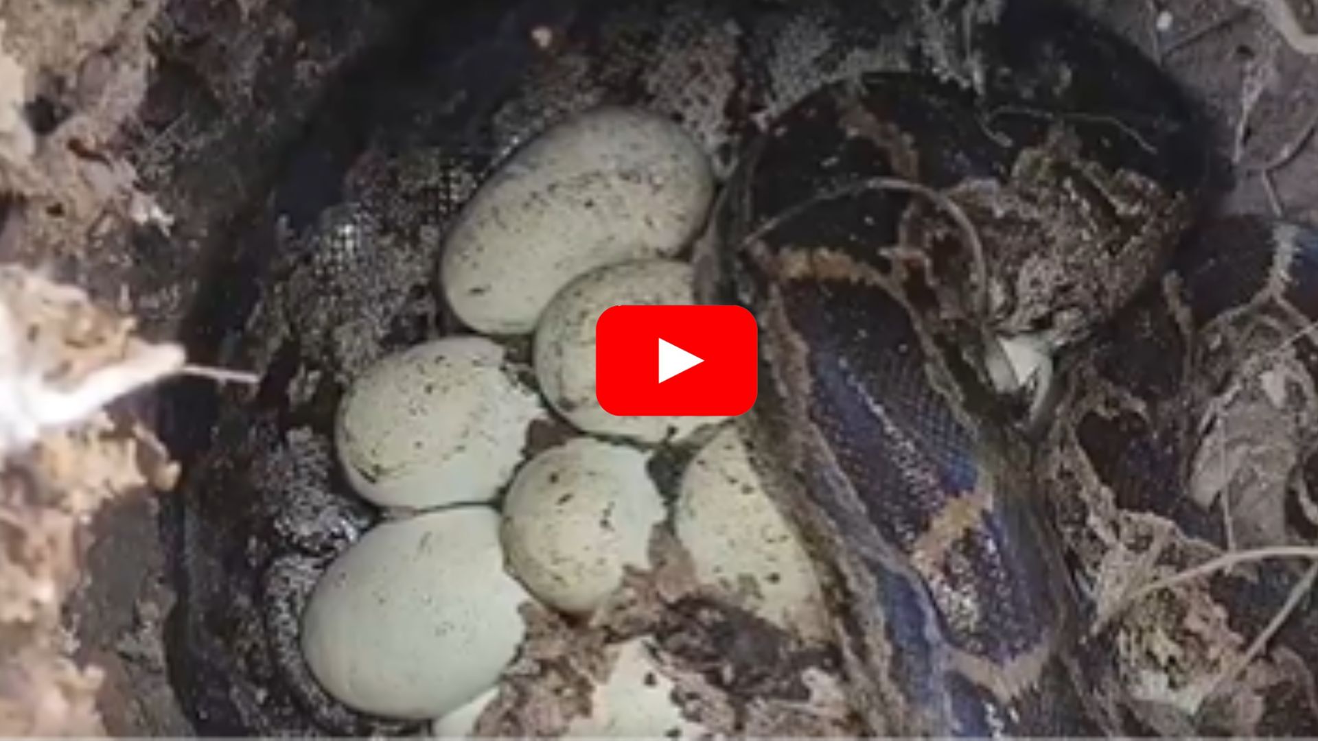 Venomous Python Snake 26 Eggs Video | Python Snake 26 Eggs Video: 26 ...