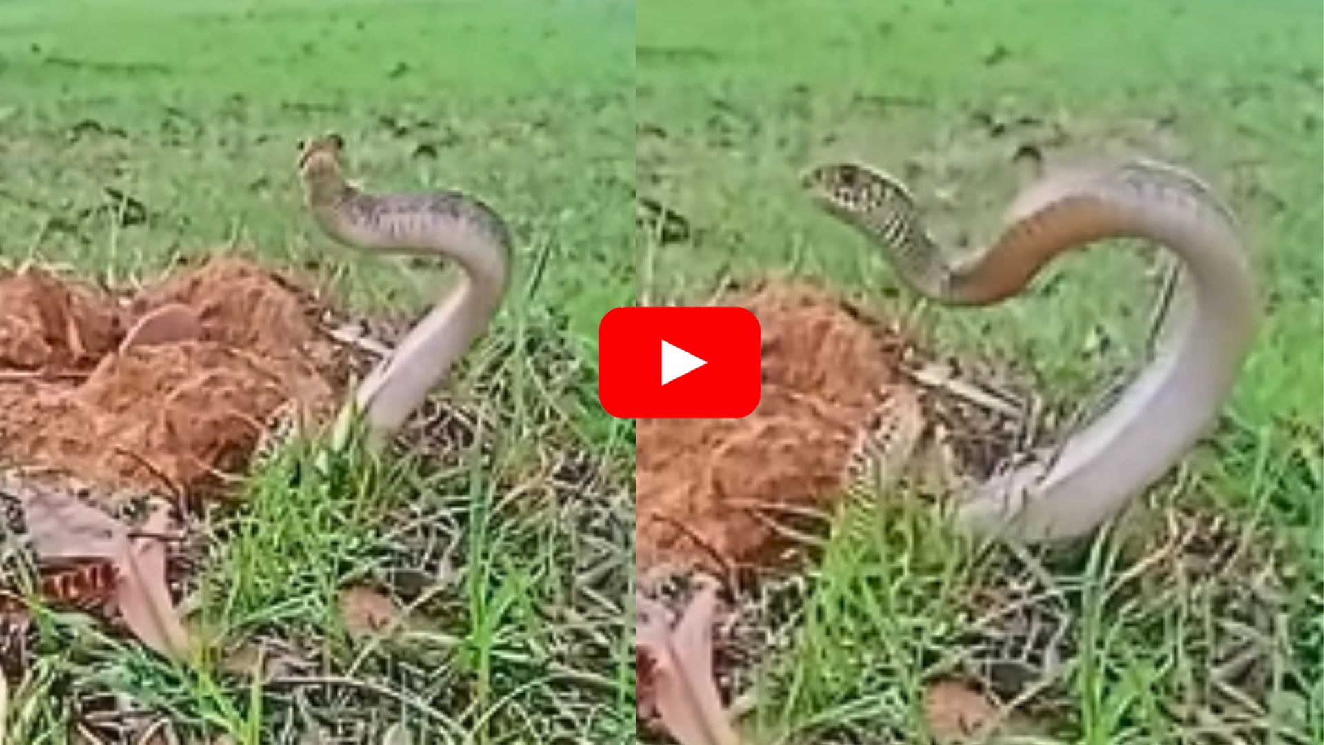 Venomous Snakes Dancing Together Video Watch Now | Snakes Dancing Video: ఫోన్‌లో పెట్టిన నాగిని ...